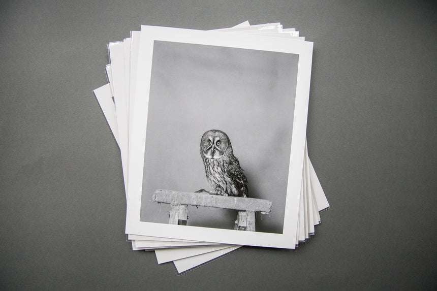 Buy Parliament of Owls Portfolio Box by Jack Latham Online – Setanta Books