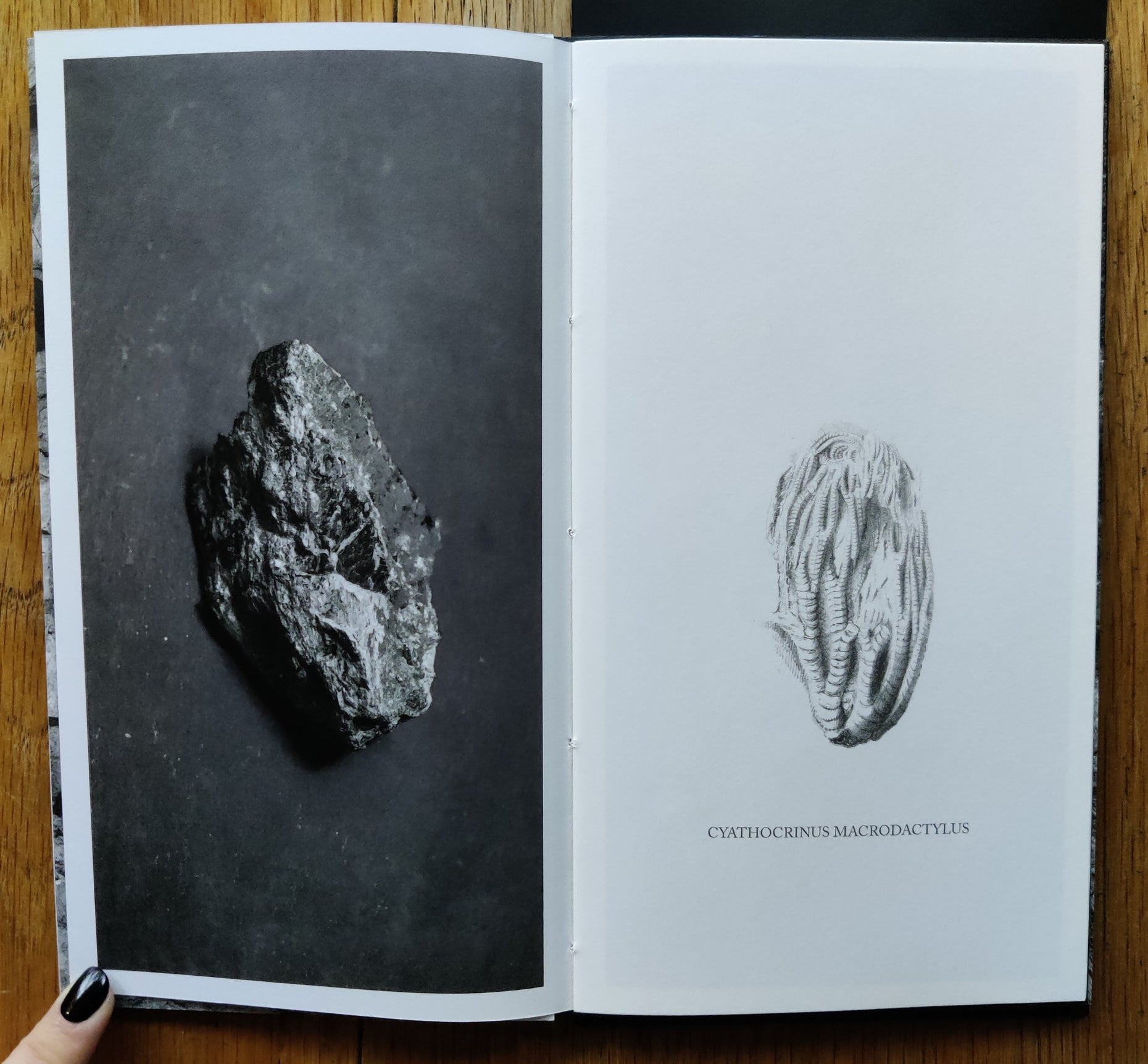 Buy This Is How The Earth Must See Itself: A walk with natural features ...